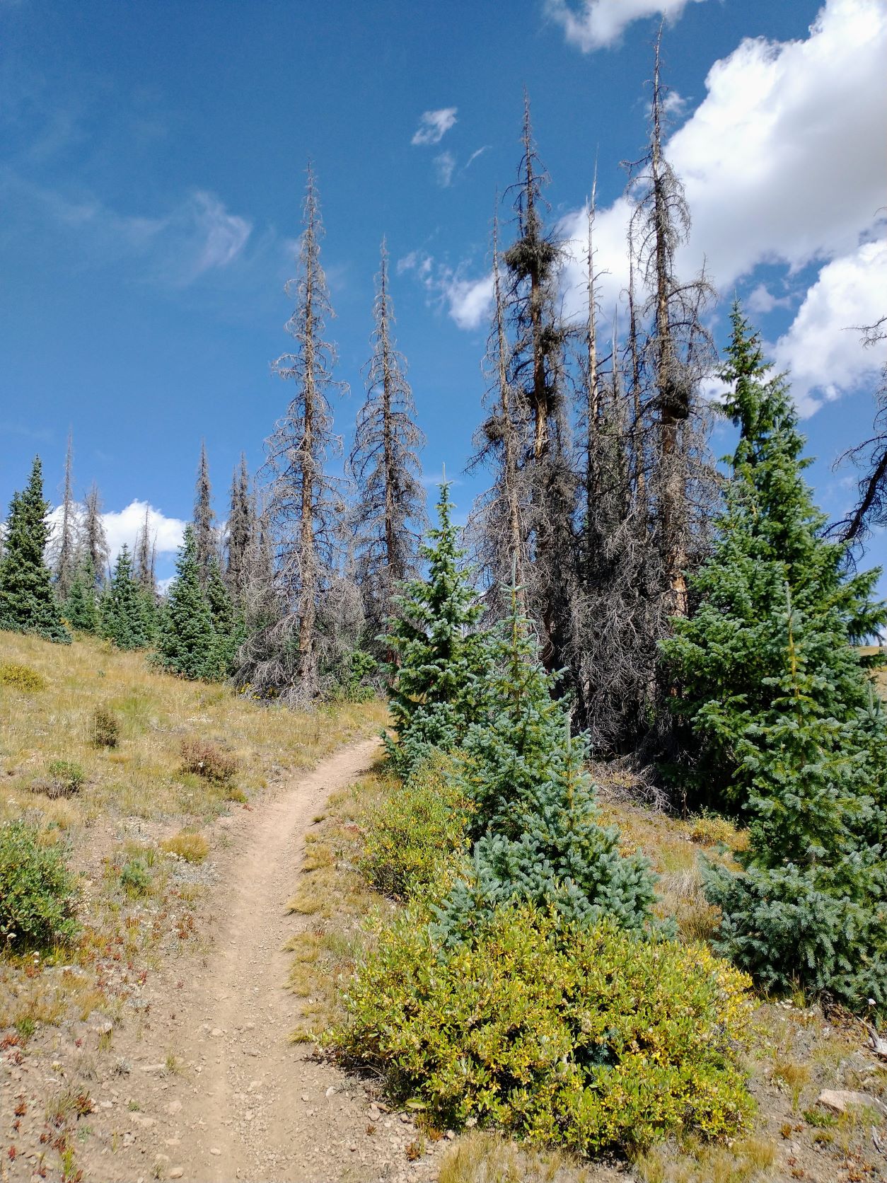 Test-Hiking the Colorado Trail - Van Delicious