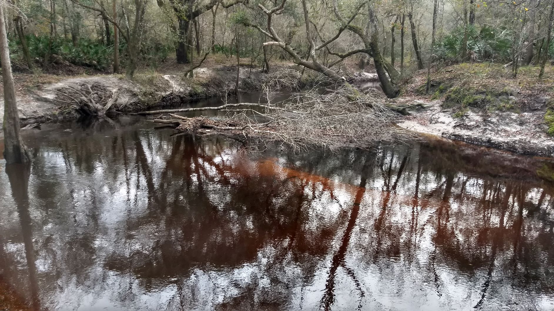 Hiking Jennings State Forest - Van Delicious
